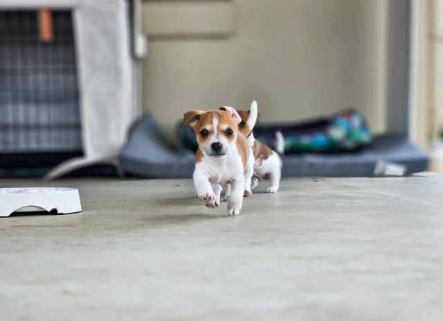 3/4 MINI FOXY, 1/4 JACK RUSSELL- CAN COLLECT 24TH DEC!! | Dogs ...