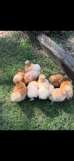 Silkie girls | Livestock | Gumtree Australia Logan Area - South Maclean ...