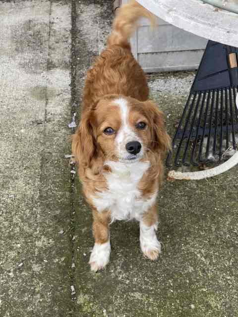 Beautiful Cavoodle x Toy Poodle Puppies | Dogs & Puppies | Gumtree ...