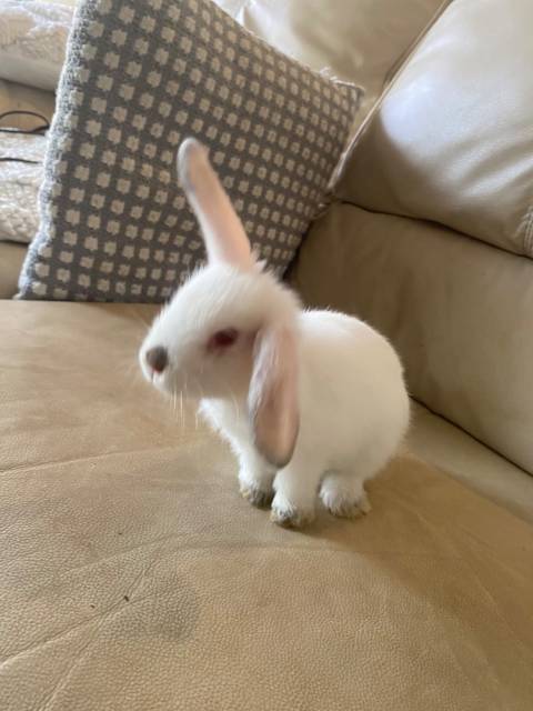8 week old male rabbits! | Rabbits | Gumtree Australia Campbelltown ...
