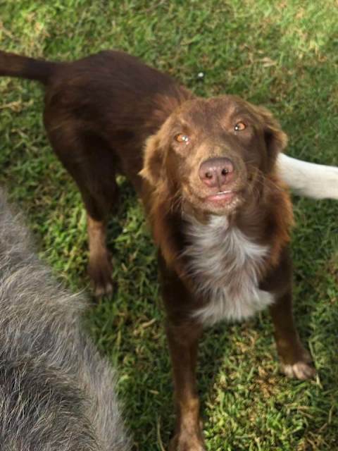 Border collie male | Dogs & Puppies | Gumtree Australia Golden Plains ...