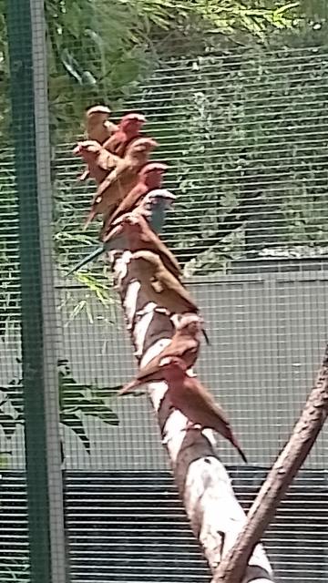 Ruddie finches | Birds | Gumtree Australia Cessnock Area - Neath ...