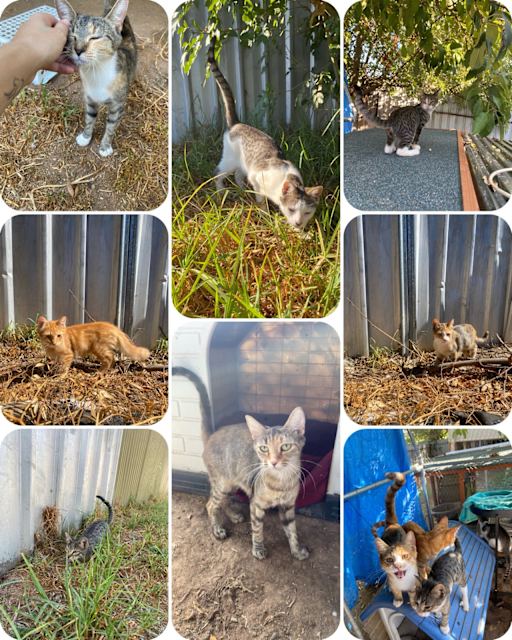 x9 6mnth old kittens needing to be rehomed | Cats & Kittens | Gumtree ...