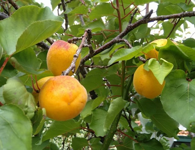 Apricot, moringa and grafted loquat trees in pots - Plants in Bull ...