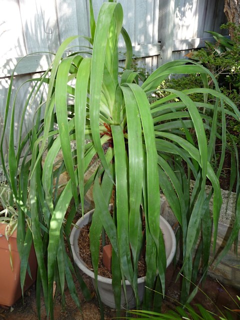 Dragon tree for sale - 1m tall feature plant - Plants in Subiaco WA ...