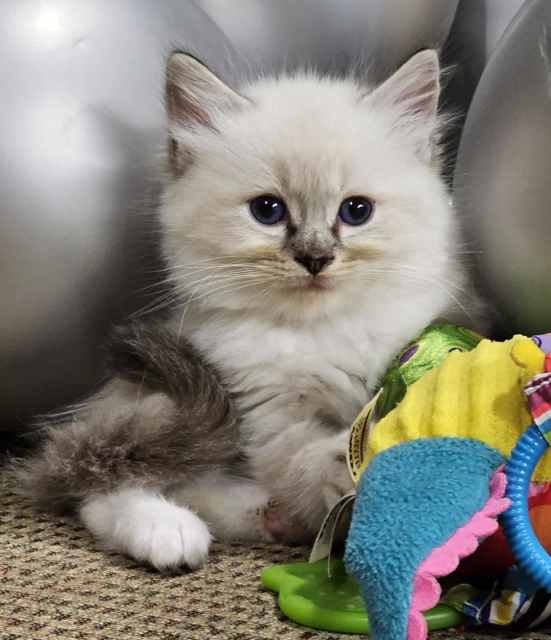 Pedigree Ragdoll kittens | Cats & Kittens | Gumtree Australia Gold ...