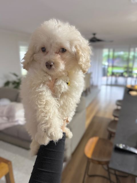 L A S T M A L E Blue eyed Cavoodle Puppy | Dogs & Puppies | Gumtree ...