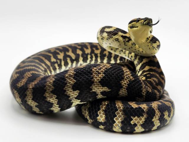 100% Het Granite Male Carpet Python | Reptiles & Amphibians | Gumtree ...