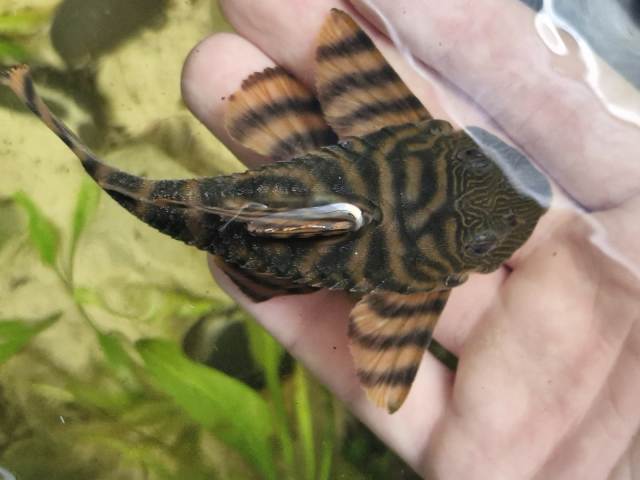 l397 Adult Female | Fish | Gumtree Australia Pine Rivers Area ...