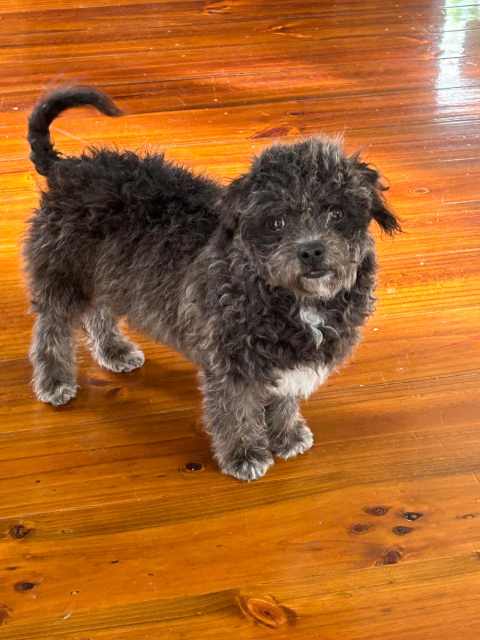 Beautiful Toy Poodle x | Dogs & Puppies | Gumtree Australia Wellington ...