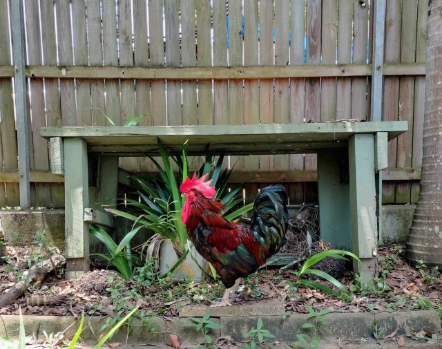 Free/Adopt Rooster at Brisbane | Livestock | Gumtree Australia Logan ...