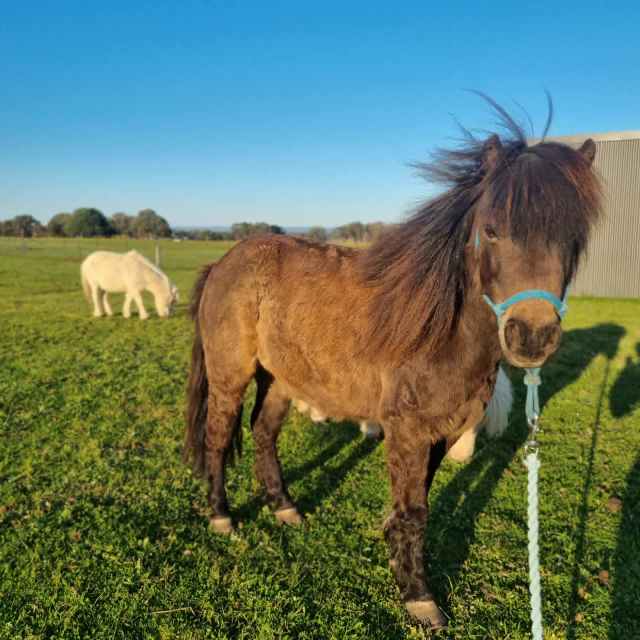 lovely mare ready to start | Horses & Ponies | Gumtree Australia ...