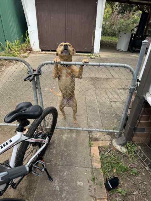 Staffy, 2yrs old free need to rehome asap | Dogs & Puppies | Gumtree ...