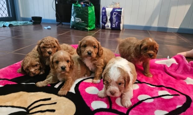 F2 Cavoodle Puppies | Dogs & Puppies | Gumtree Australia South Burnett ...