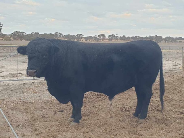 Angus Bull for Sale | Livestock | Gumtree Australia Quairading Area ...