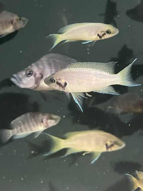 Tanganyikan cichlids | Fish | Gumtree Australia Strathfield Area ...