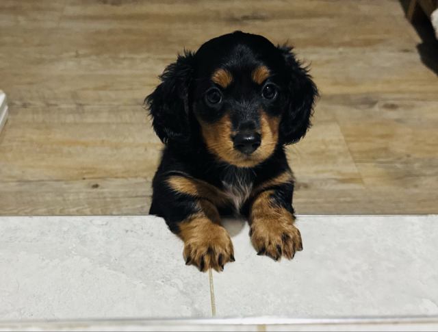 ONE LEFT - True Mini Long-Hair Dachshund Puppy | Dogs & Puppies ...