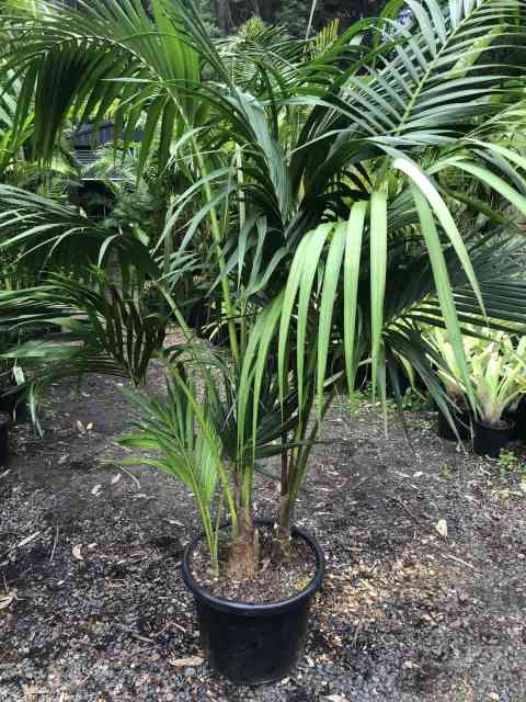 Kentia palm 2m multi trunk Howea forsteriana - Plants in Matcham NSW ...