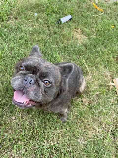 3 year old blue brindle make fluffy frenchie | Dogs & Puppies | Gumtree ...