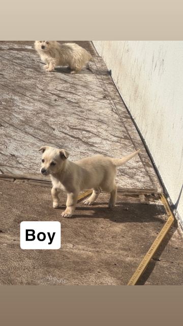 URGENT!! Need Sold ASAP! 2 Puppies and 1 older dog | Dogs & Puppies ...