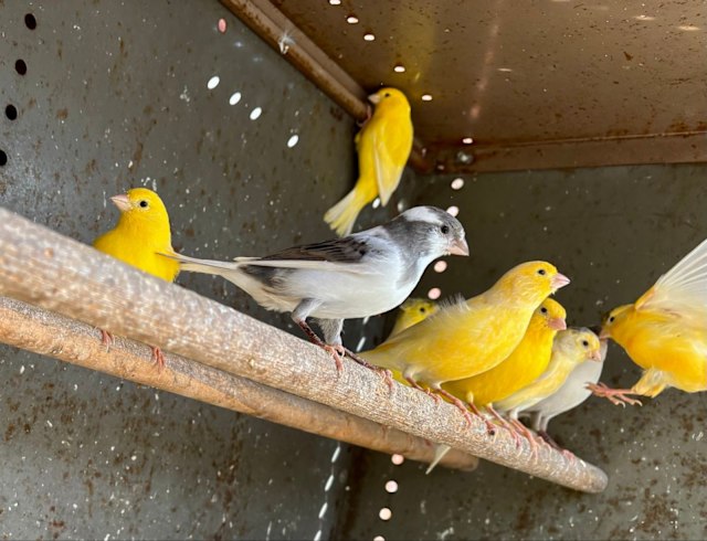 Canary & king quail from | Birds | Gumtree Australia Knox Area ...