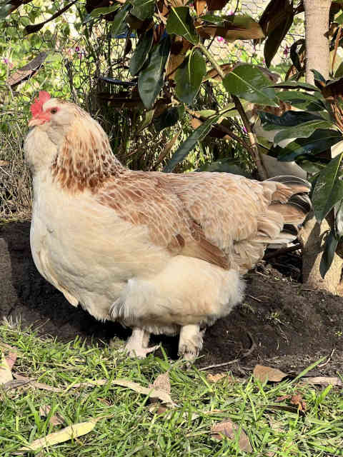 Fabulous, feather footed, French Standard Faverolles | Livestock ...