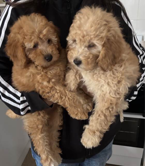 F1B DNA toy cavoodle 9 weeks old 2LEFT wooly curly coat | Dogs ...