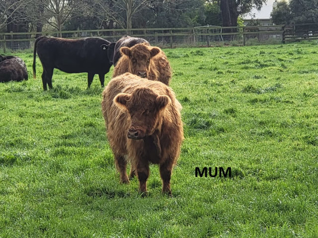 Polled Highland Cattle | Livestock | Gumtree Australia Baw Baw Area ...