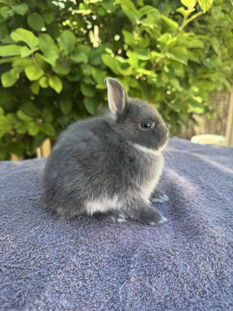 Netherland Dwarf babies | Rabbits | Gumtree Australia Morphett Vale ...