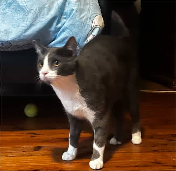 Sweet 9 month old desexed vaxed male cat/kitten needing forever home | Cats & Kittens | Gumtree ...