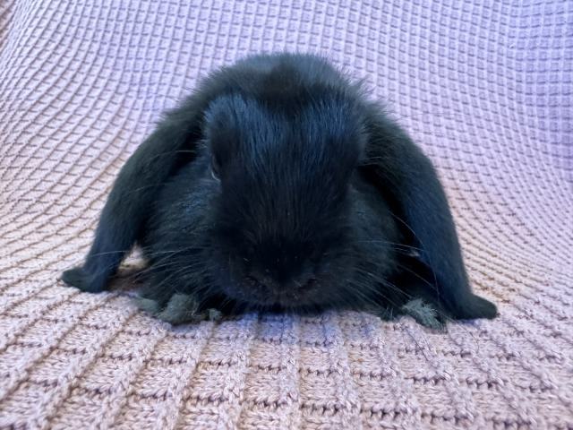 Adorable Pure Bred Baby Mini Lop Rabbits | Rabbits | Gumtree Australia ...