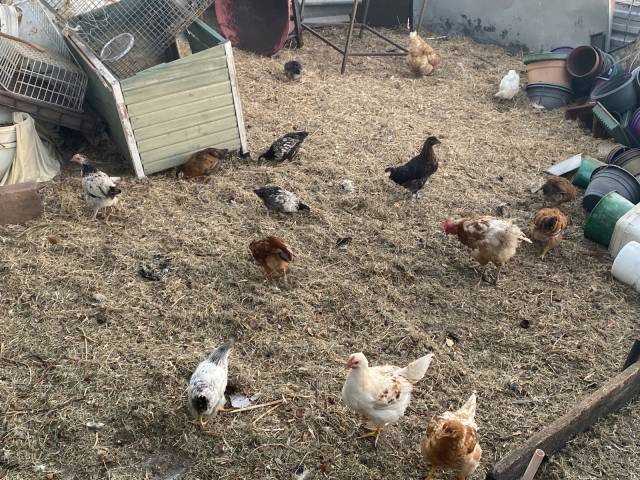 Laying chicks | Livestock | Gumtree Australia Swan Area - Ballajura ...