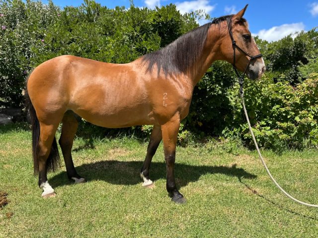 Solid Clydesdale X Gelding | Horses & Ponies | Gumtree Australia ...