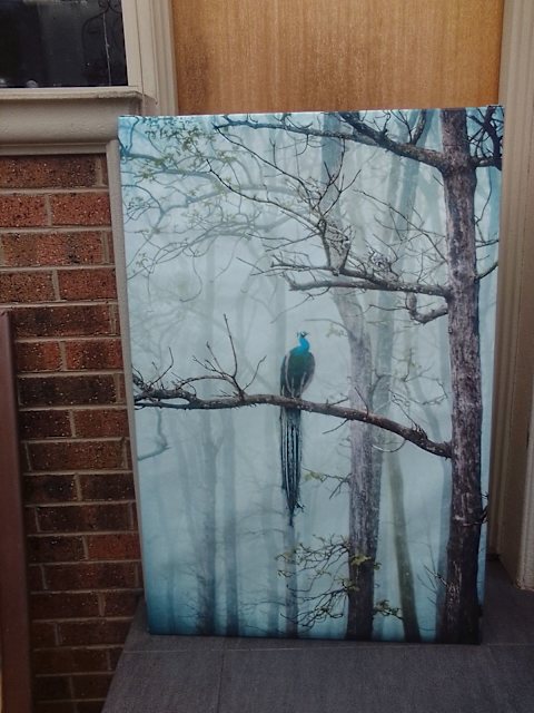 Print Of The Peacock In The Tree - Art in Pascoe Vale VIC | Gumtree ...