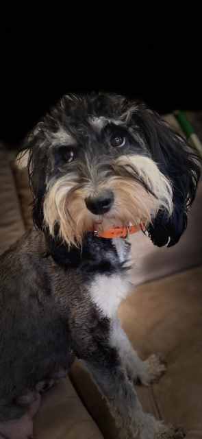 Adult female Mini Cavoodle | Dogs & Puppies | Gumtree Australia Hobsons ...