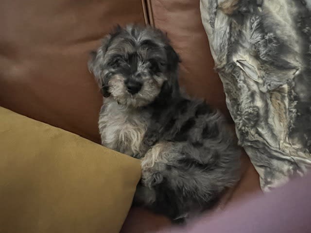 TOY CAVOODLE PUPPIES FIRST GENERATION | Dogs & Puppies | Gumtree ...