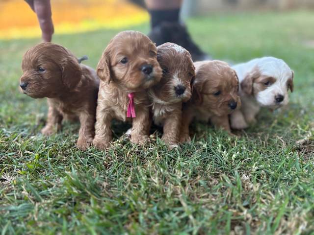 Toy cavoodle puppies | Dogs & Puppies | Gumtree Australia Ballina Area ...