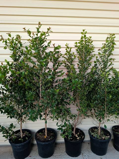 Lilly Pilly backyard bliss 250mm pots each $70 - Other Garden in ...