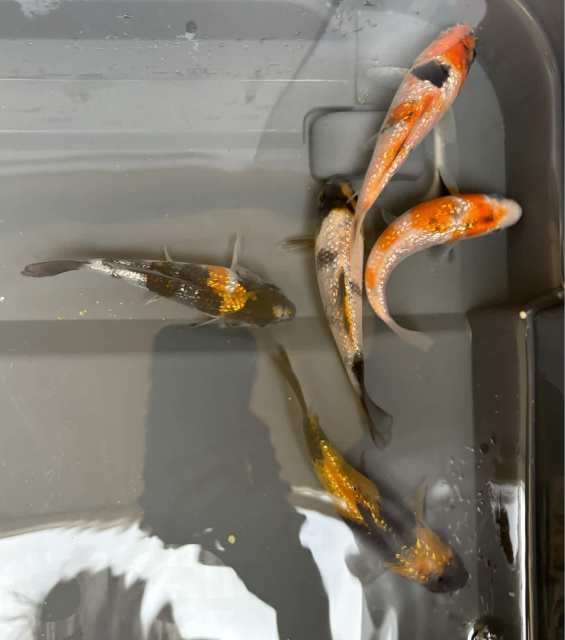 Koi fish from quality breeders | Fish | Gumtree Australia Stirling Area ...