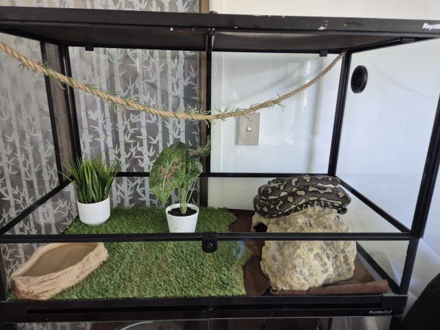 Female Jungle python | Reptiles & Amphibians | Gumtree Australia ...