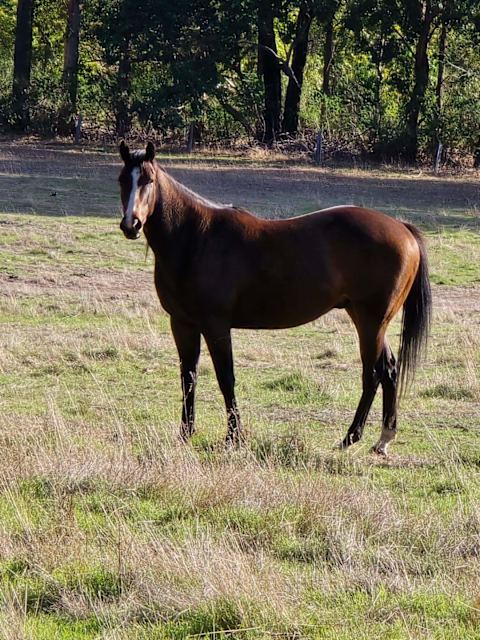 Dark Bay Thoroughbred Gelding - Miscellaneous Goods in Balingup WA ...