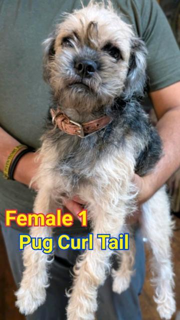 Adorable Pugapoo Babies Seeking Loving Homes! 🐶💛 | Dogs & Puppies ...