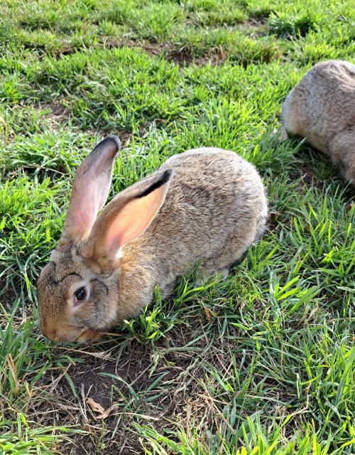 Purebred British Giant Rabbits! | Rabbits | Gumtree Australia Northern ...