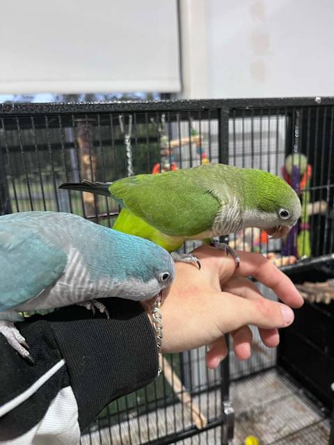 quacker parrots bonded pair | Birds | Gumtree Australia Gympie Area ...