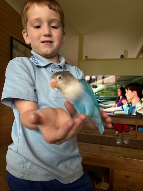 Young love bird | Birds | Gumtree Australia Brisbane North East ...