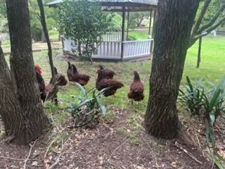 Farm Animal sale | Livestock | Gumtree Australia Port Macquarie City ...