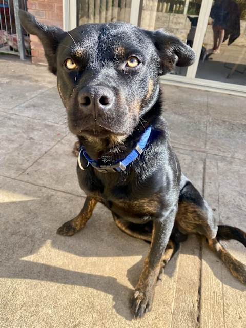 KOHBI 4 YEARS - KELPIE/MASTIFF | Dogs & Puppies | Gumtree Australia ...