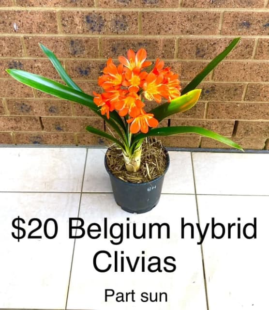 $20 orange Belgium hybrid clivias - Plants in Oakdale NSW | Gumtree ...