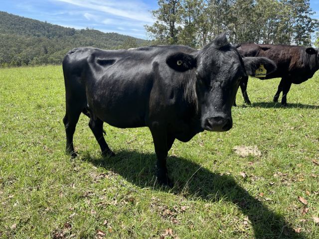 Angus Heifers and Cows | Livestock | Gumtree Australia Greater Taree ...