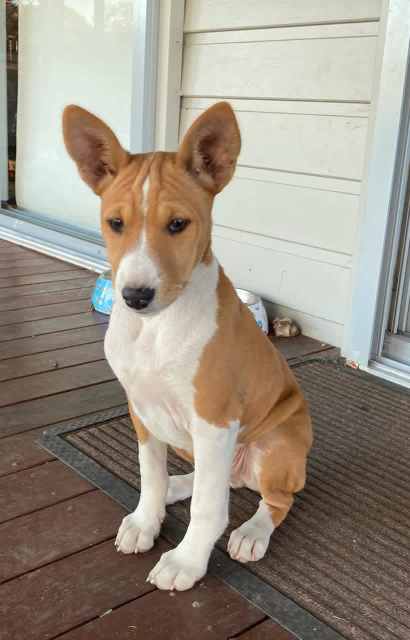 Purebred Basenji Puppies | Dogs & Puppies | Gumtree Australia Singleton ...